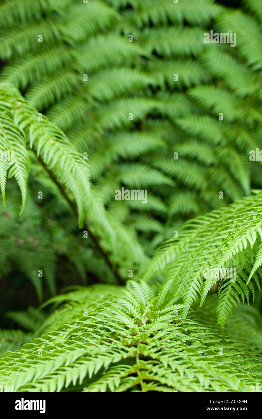 Fern megaphylls hi-res stock photography and images - Alamy