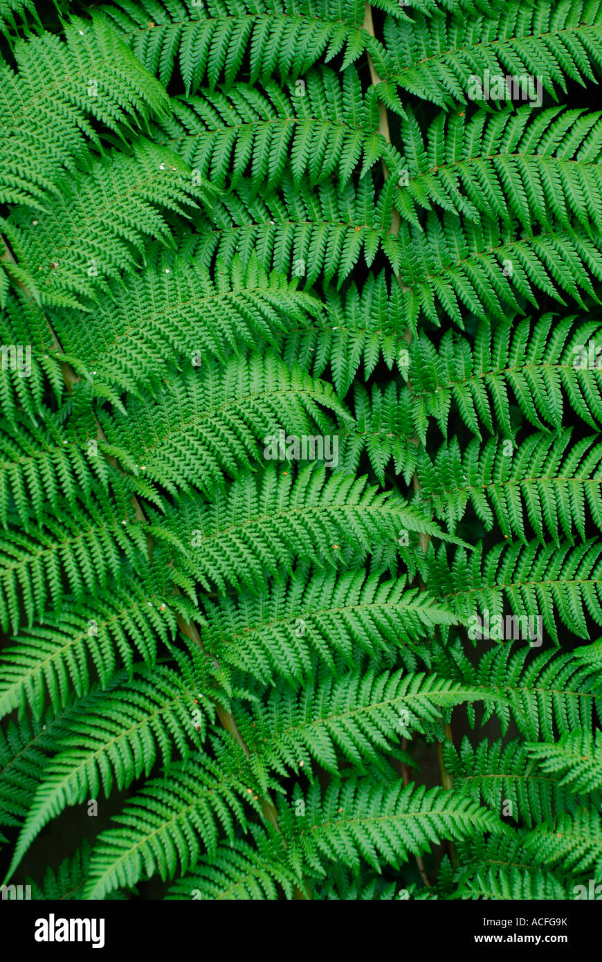 Filicophyta hi-res stock photography and images - Alamy