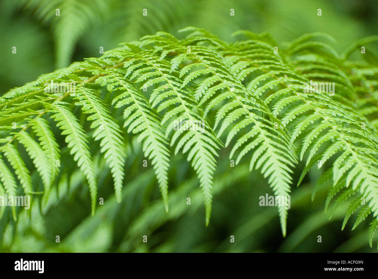 Megaphylls leaves hi-res stock photography and images - Alamy