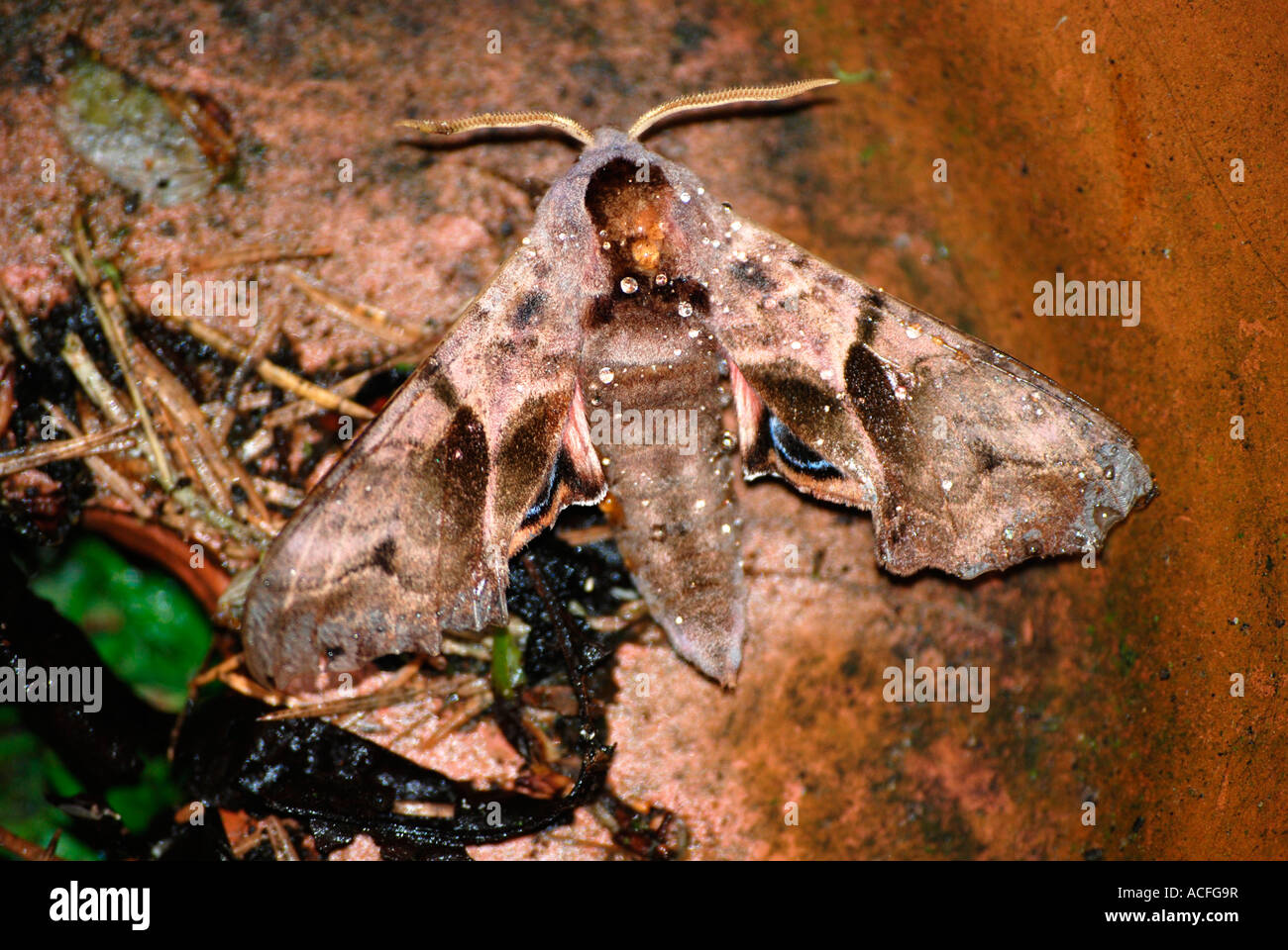 Camouflage moth hi-res stock photography and images - Alamy