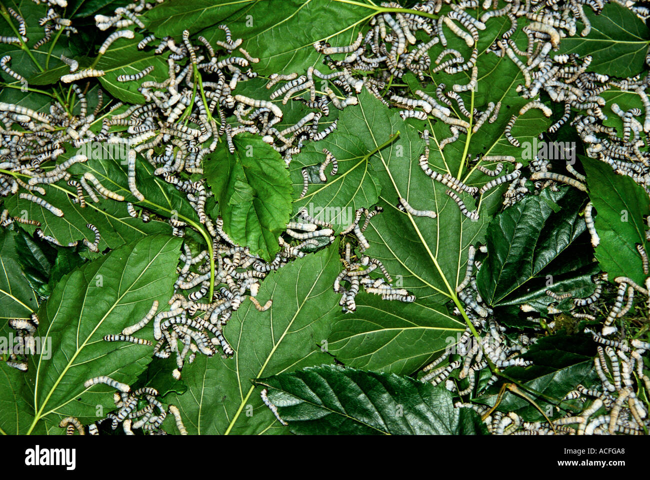 Mulberry silk worms hi-res stock photography and images - Alamy