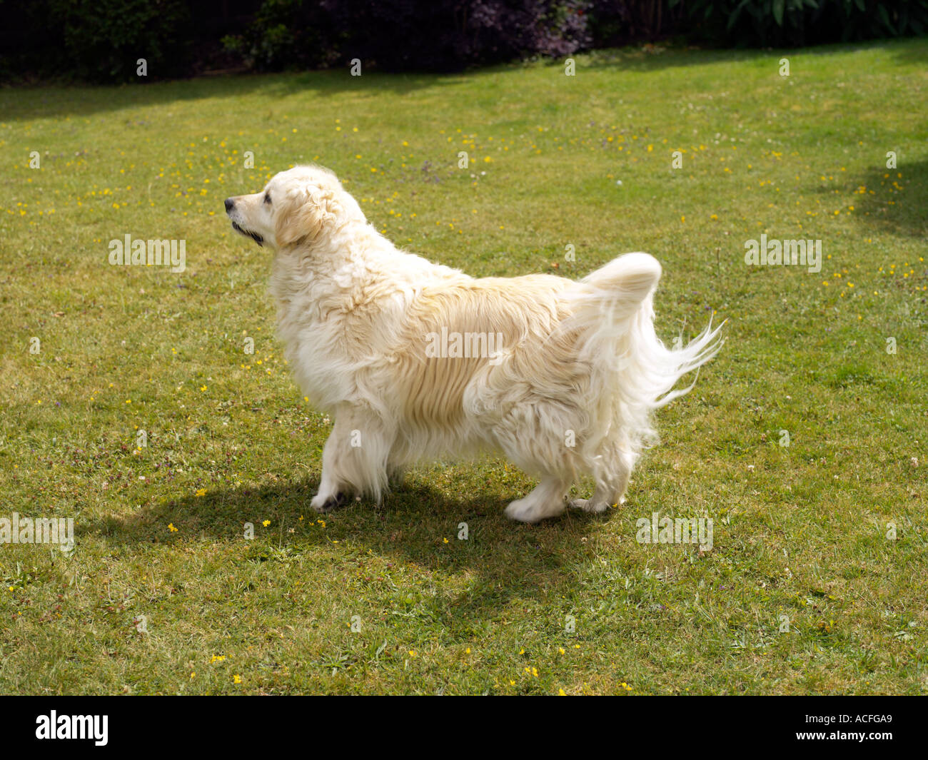 Male Golden Retriever Dog Stock Photo - Alamy