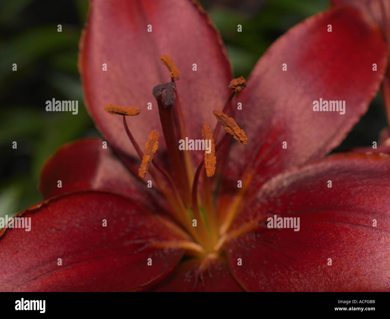 Deep Red Lily Abstract Stock Photo - Alamy