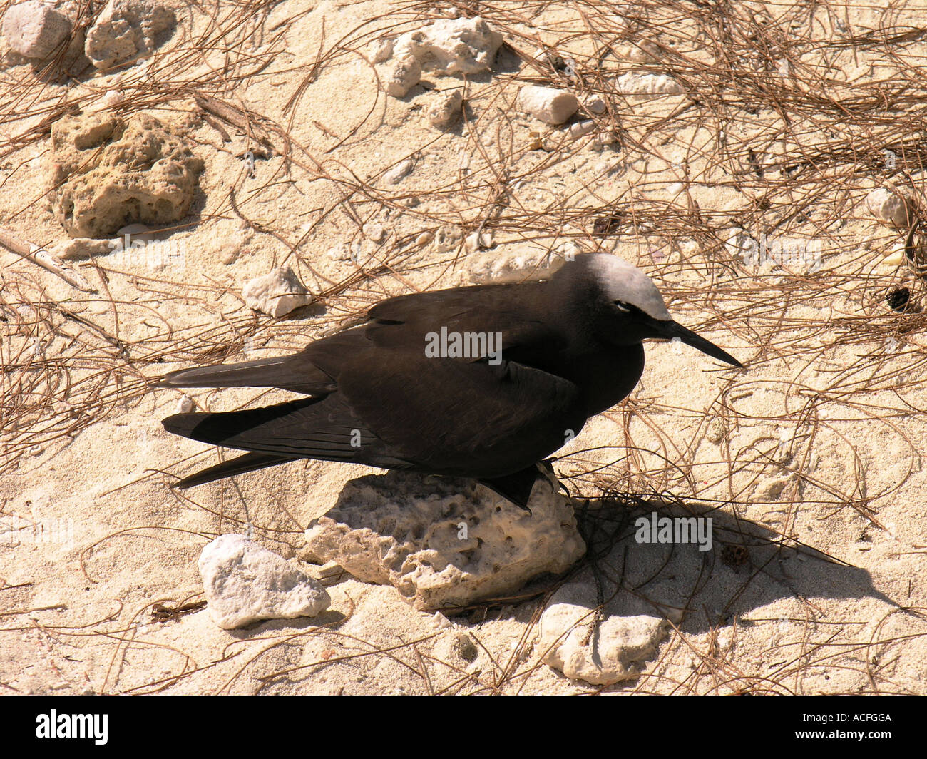 Noddy Bird, Heron Island, Queensland, Australia Stock Photo - Alamy
