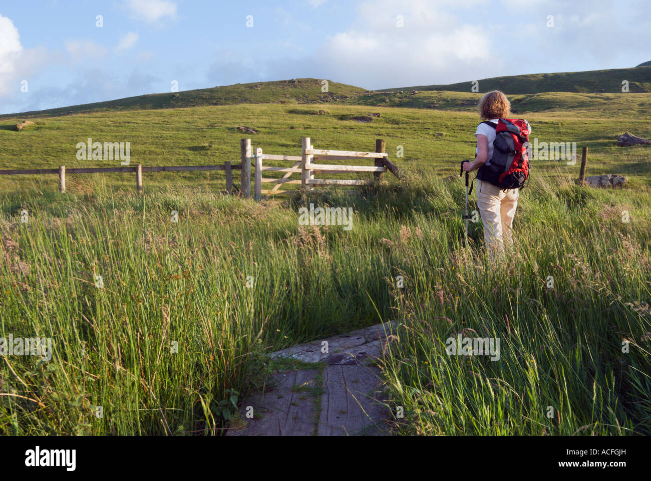 A female hiker walker on a boardwalk at the Brecon Beacons National ...