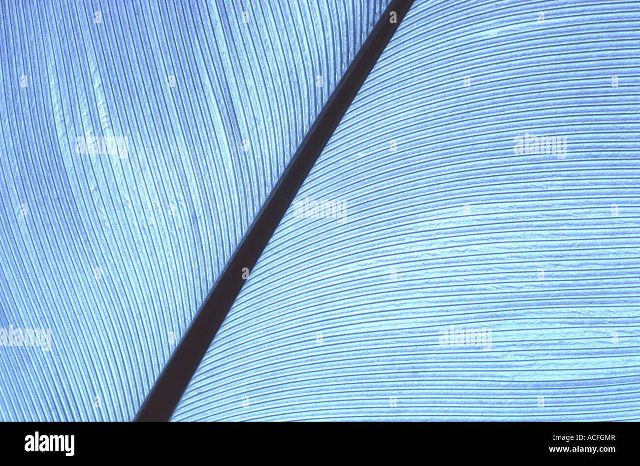Feather structure details backlit Stock Photo - Alamy