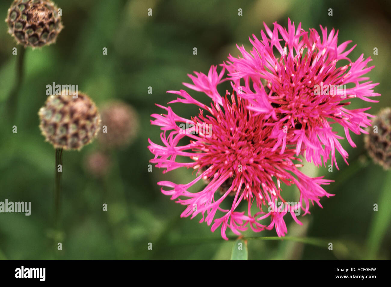 Knapweed seed head hi-res stock photography and images - Alamy