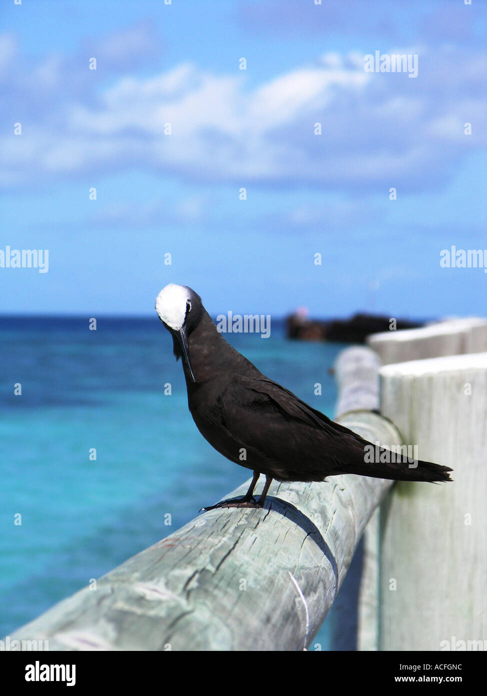 Noddy Bird, Heron Island, Queensland, Australia Stock Photo - Alamy