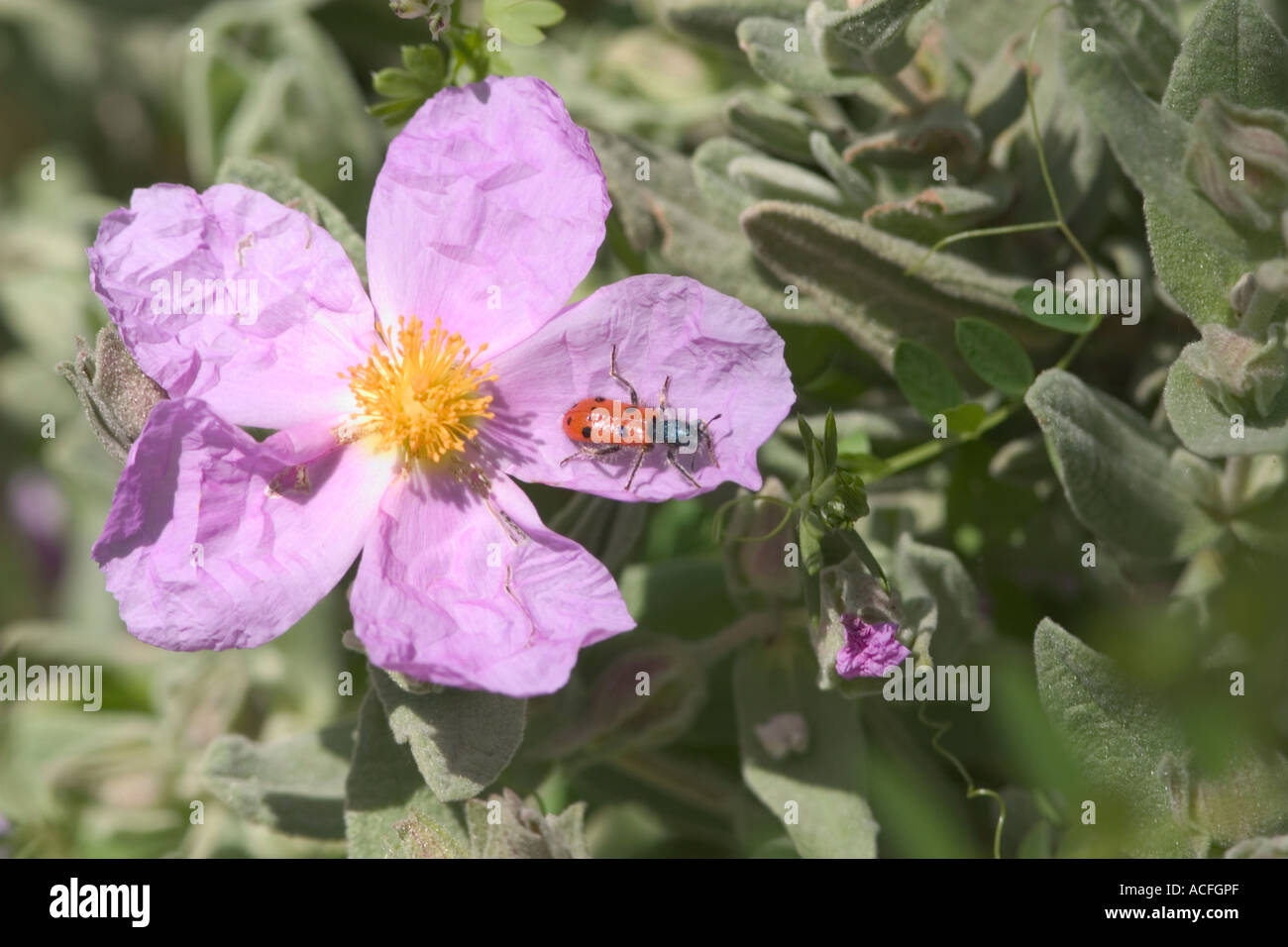 Rock Rose with insect Stock Photo - Alamy