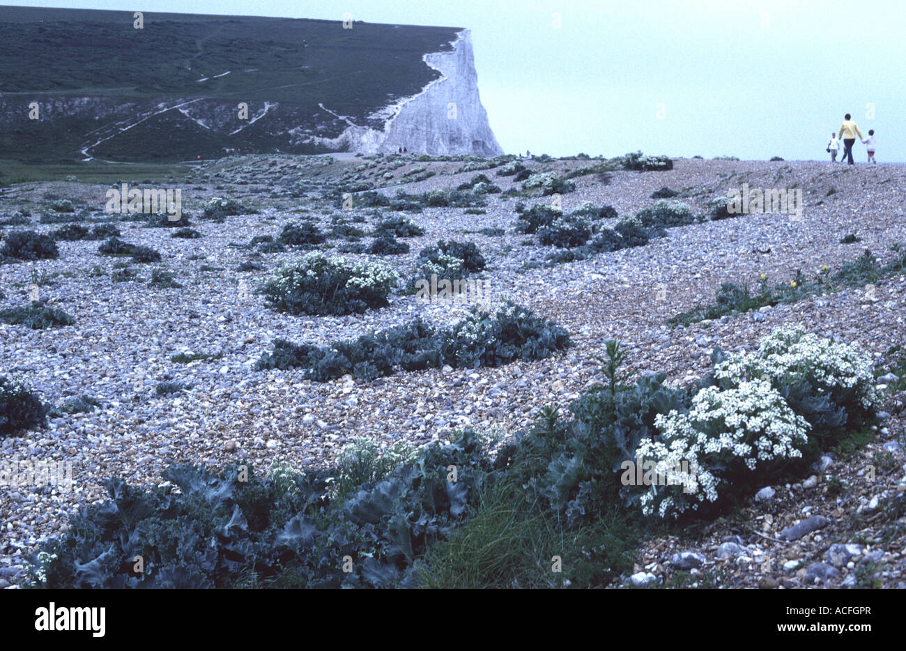 Vegetated shingle hi-res stock photography and images - Alamy