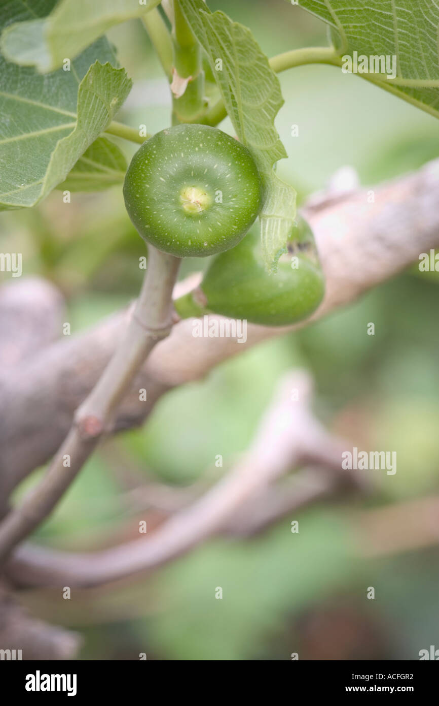 New figs forming in spring Stock Photo - Alamy