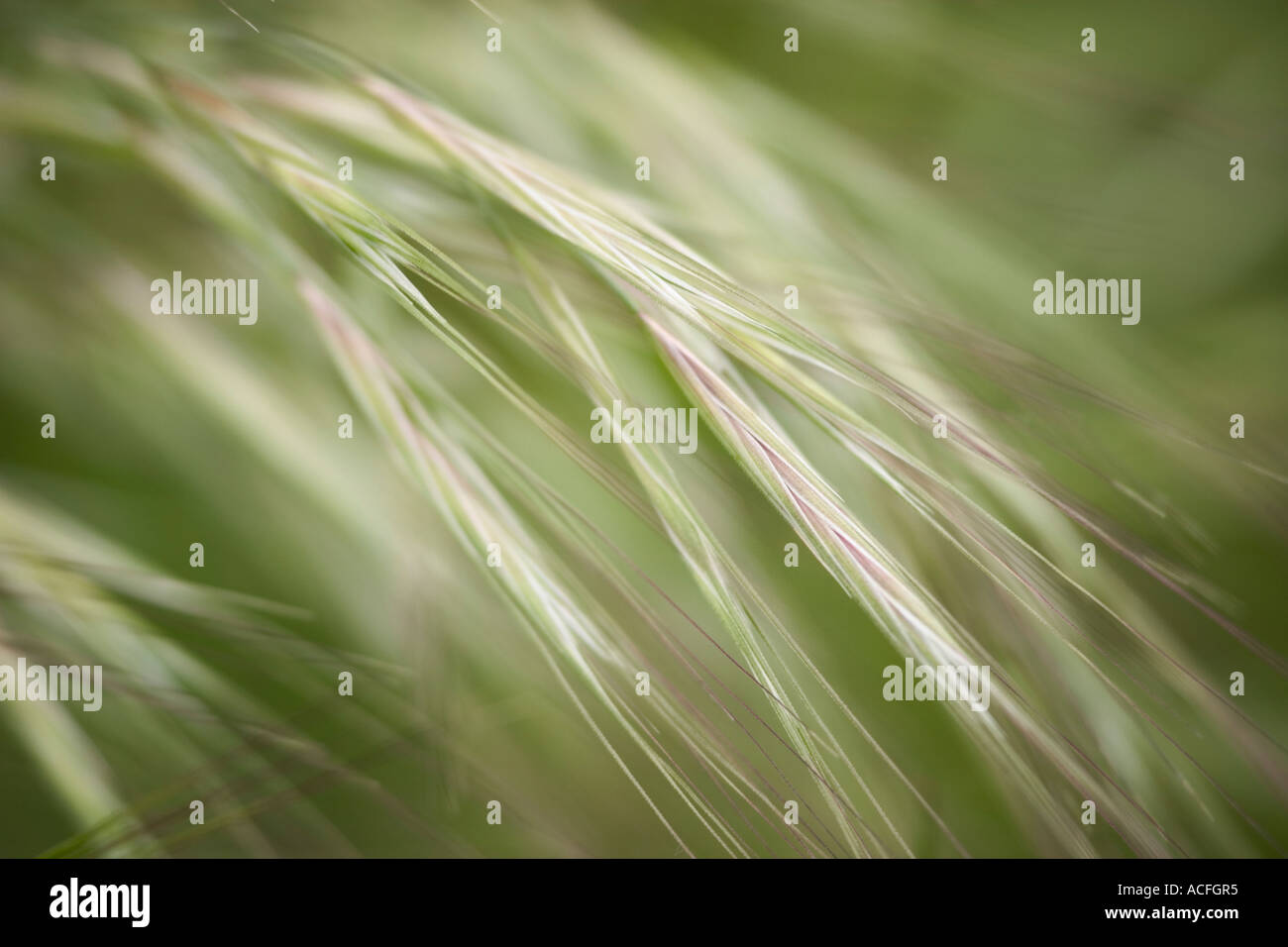 Grass seed heads Stock Photo - Alamy