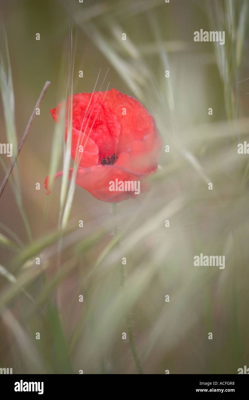 Poppy in field of grass Stock Photo - Alamy