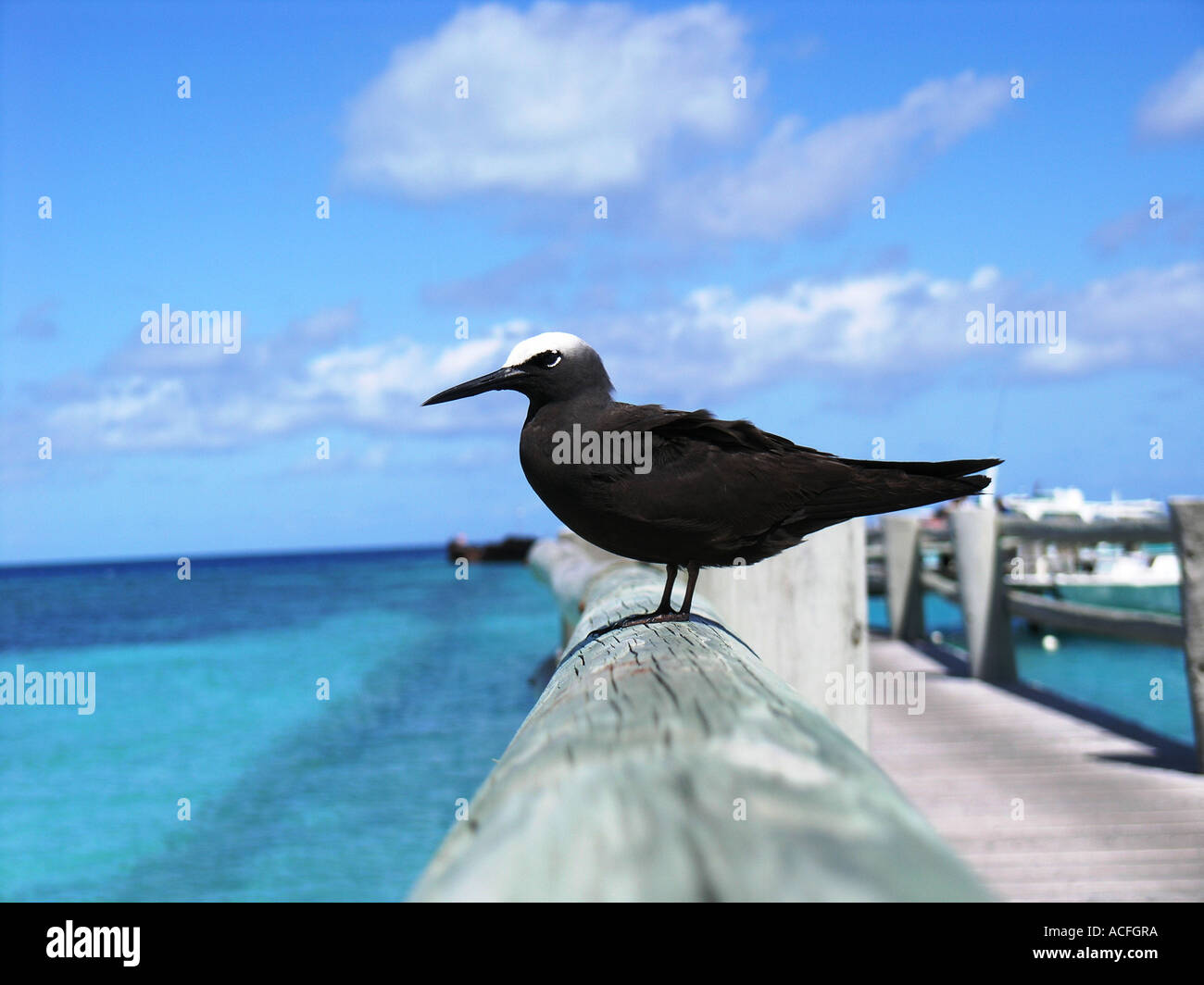 Noddy Bird, Heron Island, Queensland, Australia Stock Photo - Alamy