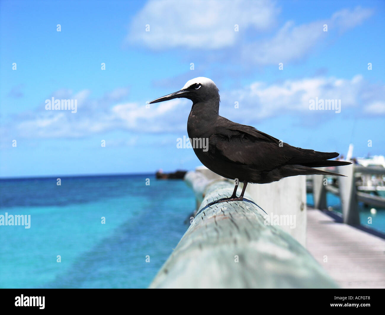 Noddy Bird, Heron Island, Queensland, Australia Stock Photo - Alamy