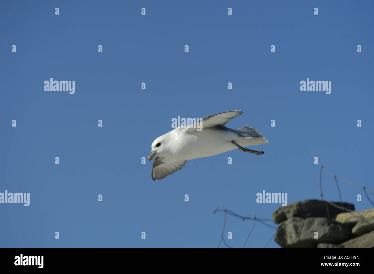 Fulmar Fulmarus glacialis flying against a blue sky on North Ronaldsay ...