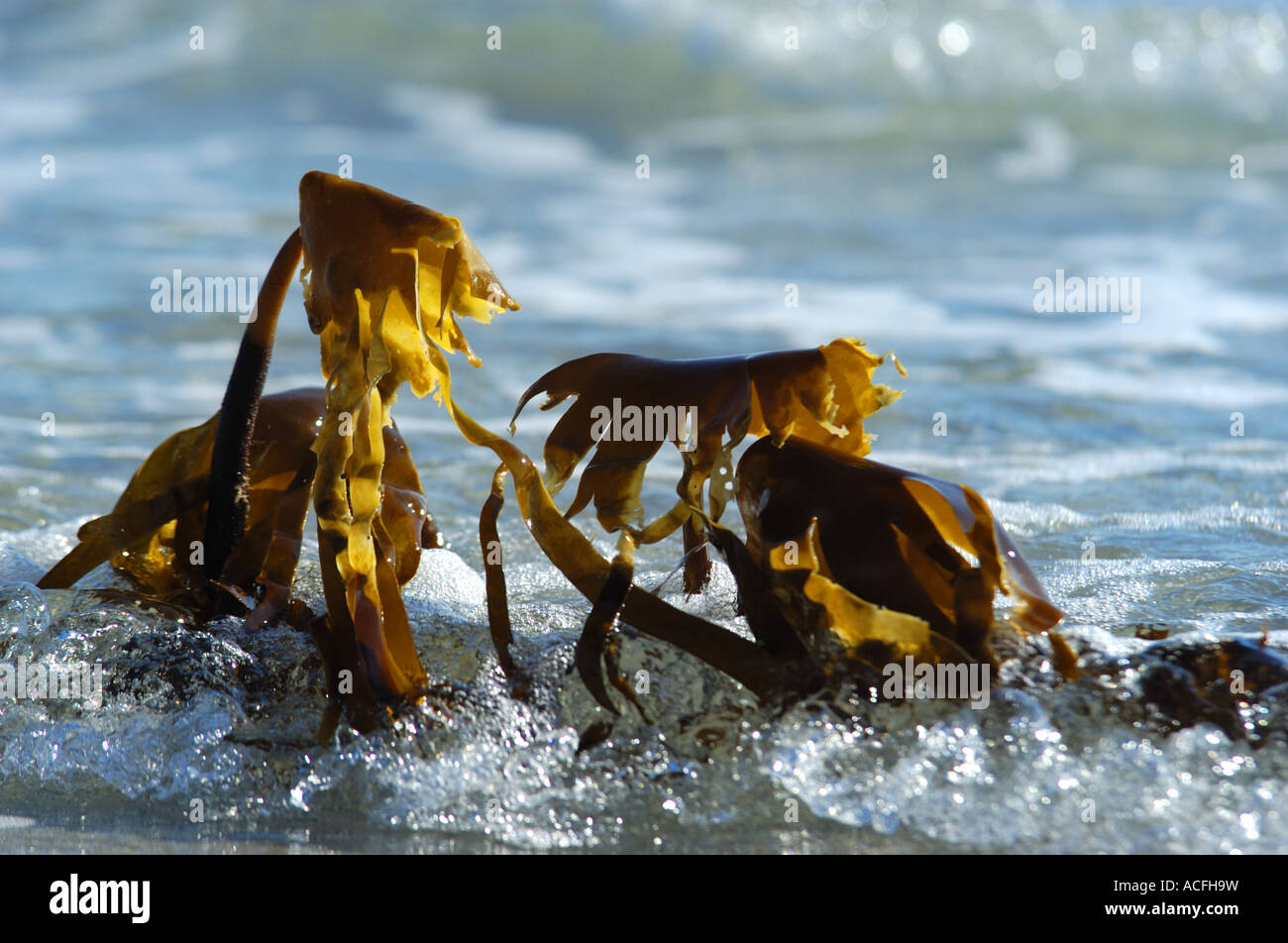 Kelp seaweed on the shore on North Ronaldsay in the Orkney Islands ...