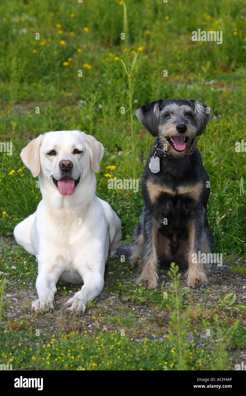 Labrador Retriever and Mixed Breed Dog Stock Photo - Alamy