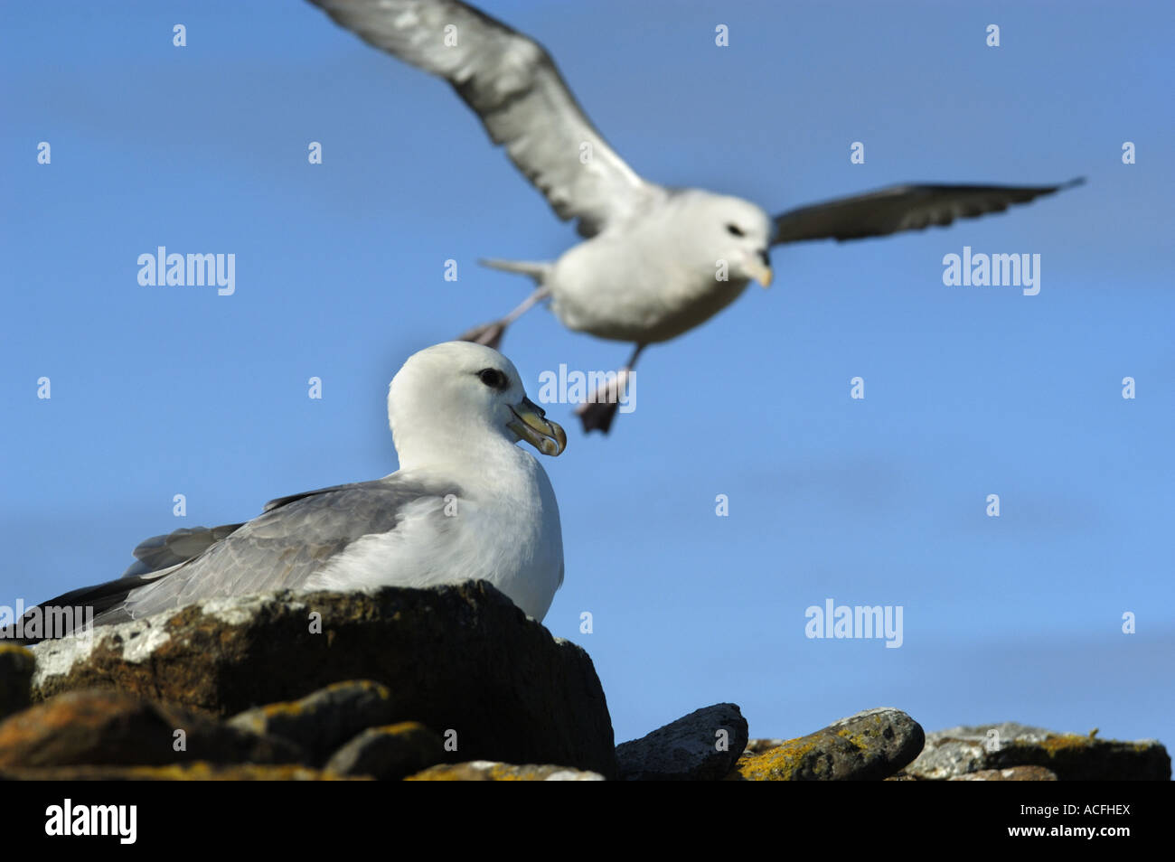 Fulmar Fulmarus glacialis flying against a blue sky on North Ronaldsay ...