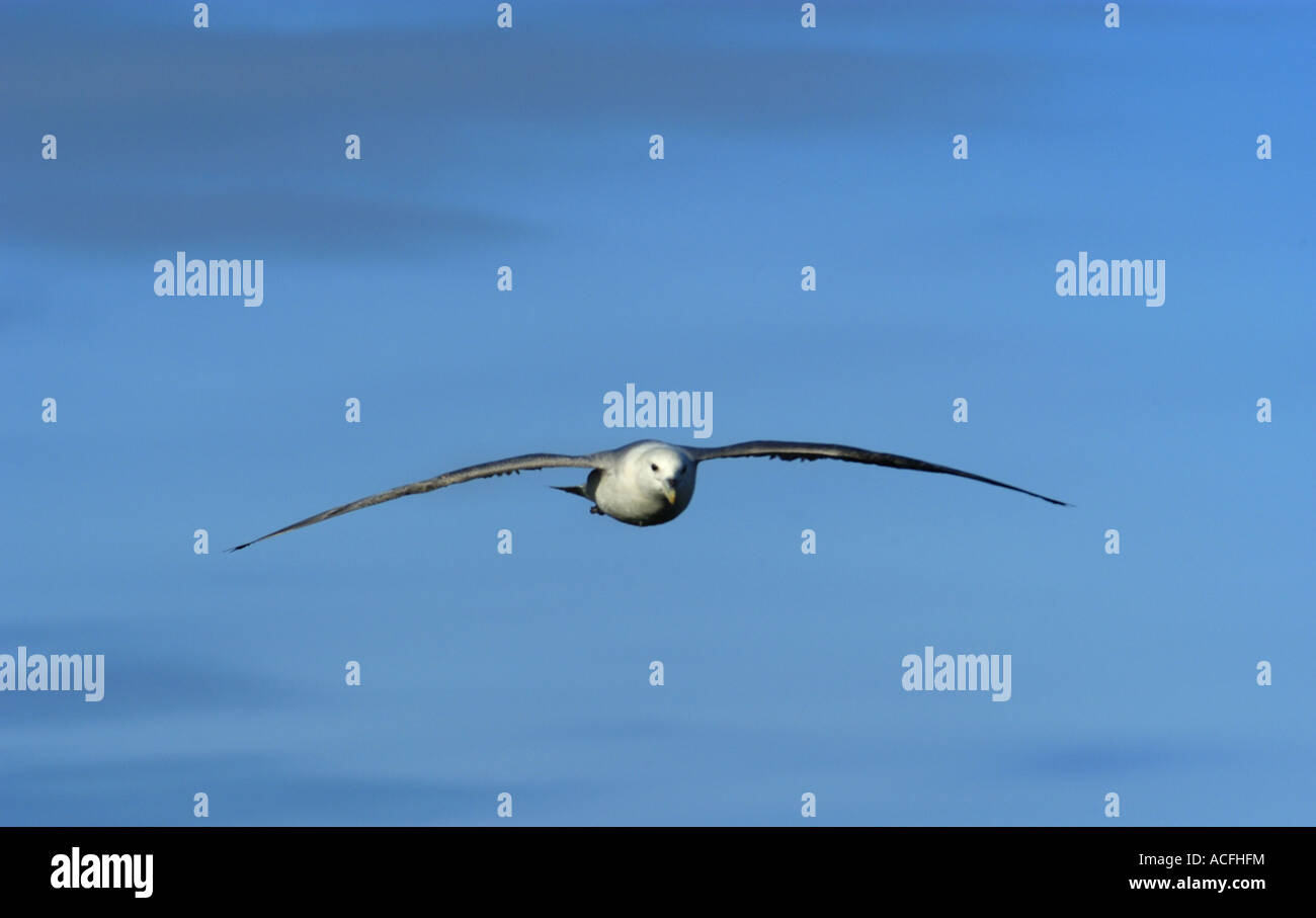 Fulmar Fulmarus glacialis flying against a blue sky on North Ronaldsay ...
