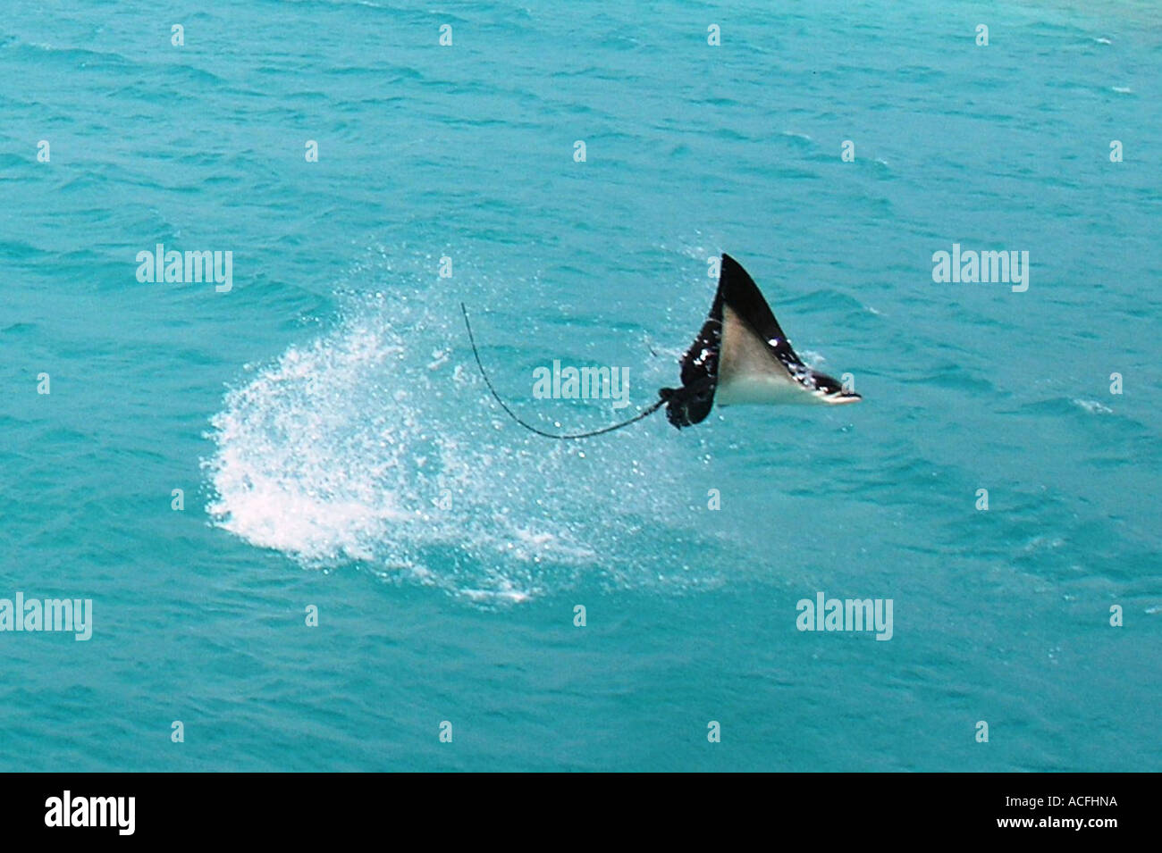 Flying Manta Ray, Heron Island, Queensland, Australia Stock Photo - Alamy