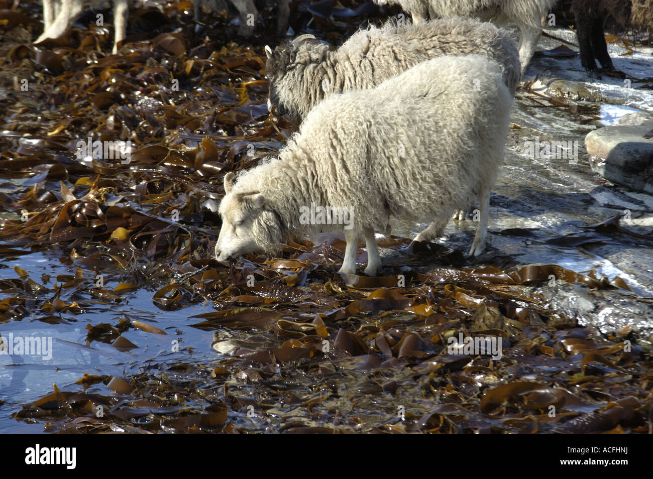 North Ronaldsay sheep eating seaweed on the shore of the Island in the ...