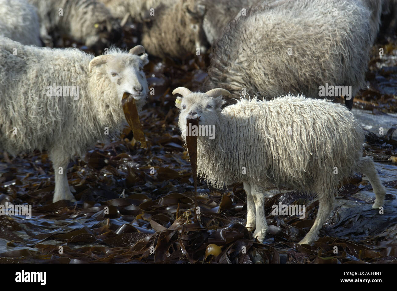 North Ronaldsay sheep eating seaweed on the shore of the Island in the ...