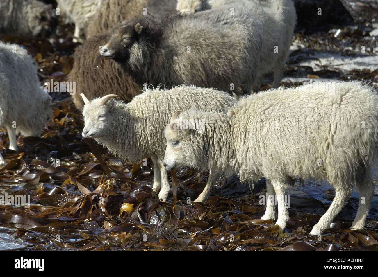 Orkney sheep seaweed hi-res stock photography and images - Alamy