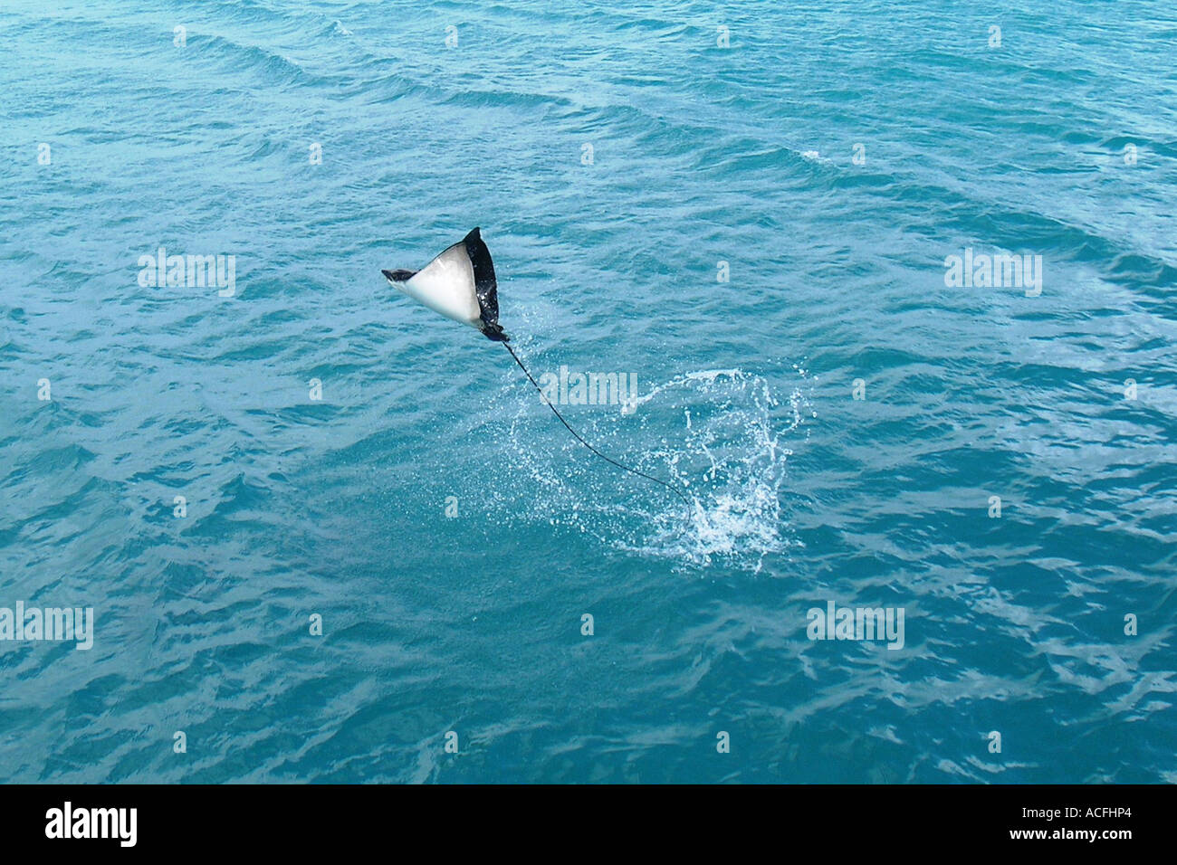 Flying Manta Ray, Heron Island, Queensland, Australia Stock Photo - Alamy