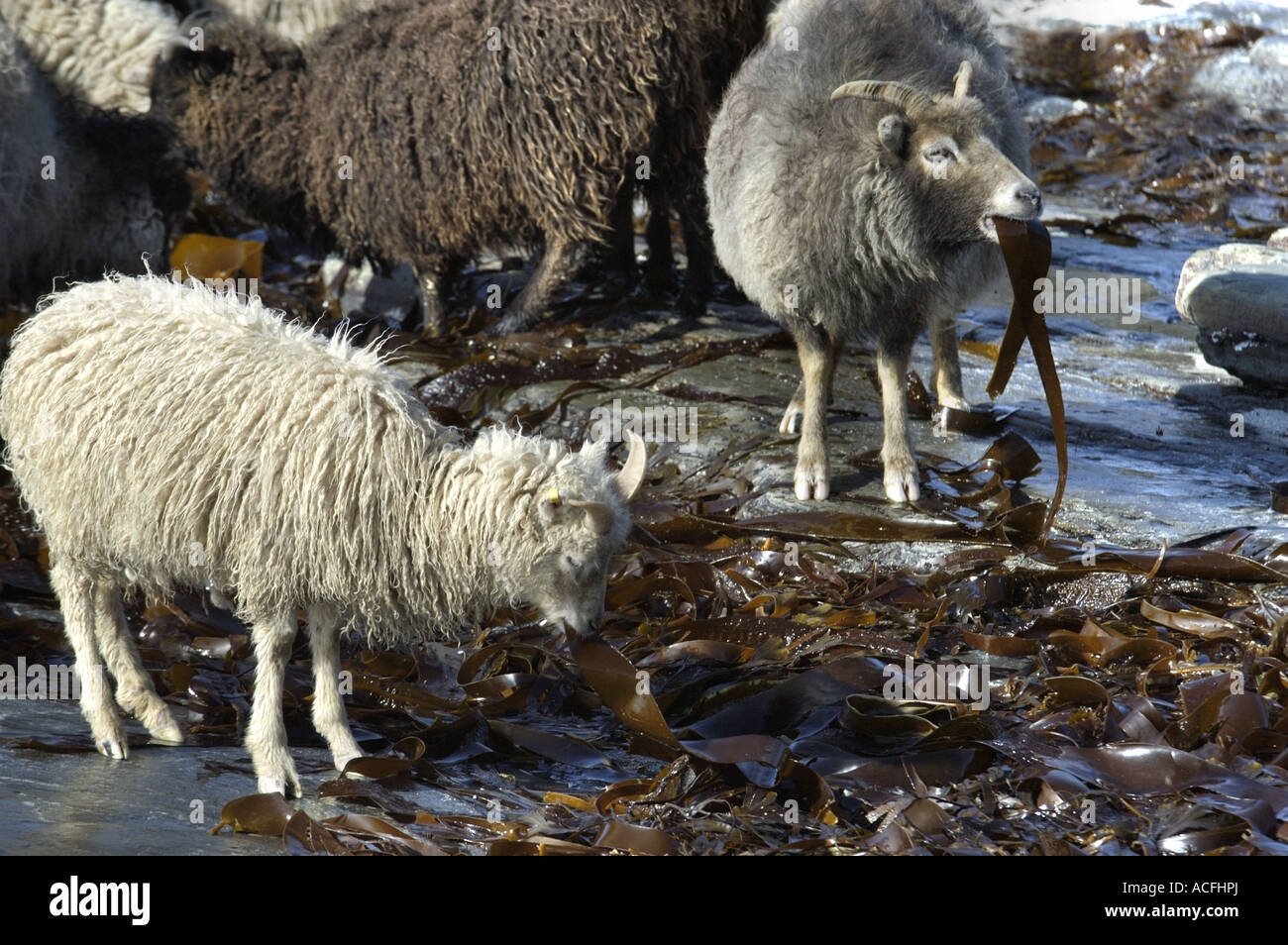 Orkney sheep seaweed hi-res stock photography and images - Alamy