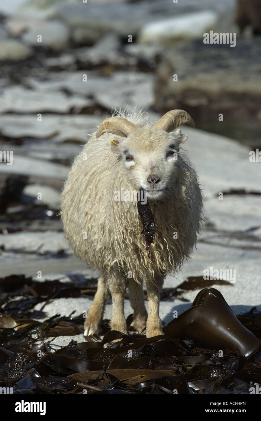 Ronaldsay sheep hi-res stock photography and images - Alamy