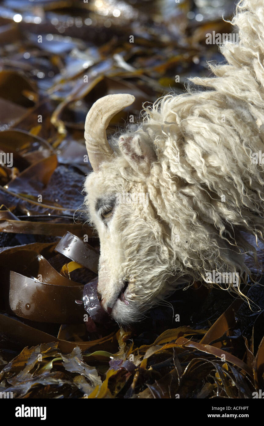 Seaweed eating sheep hi-res stock photography and images - Alamy