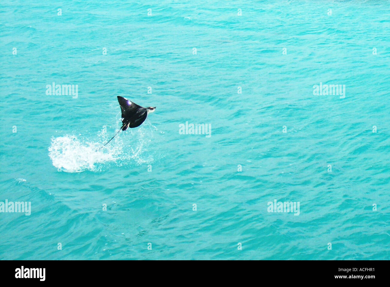 Flying Manta Ray, Heron Island, Queensland, Australia Stock Photo - Alamy