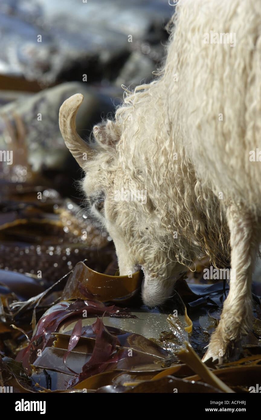 Feeding on seaweed hi-res stock photography and images - Alamy