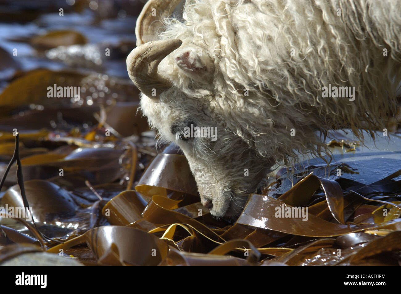 Sheep Eating Seaweed High Resolution Stock Photography and Images - Alamy