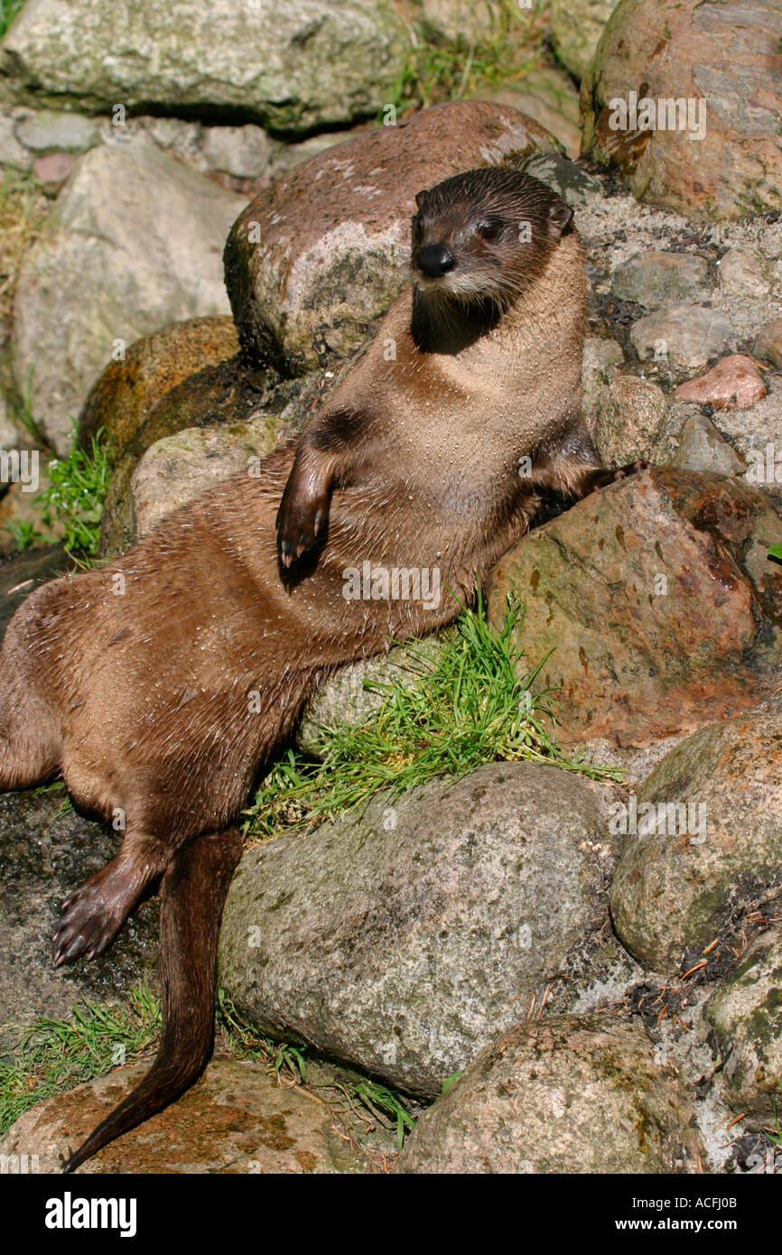 Otter sitting on rocks hi-res stock photography and images - Alamy