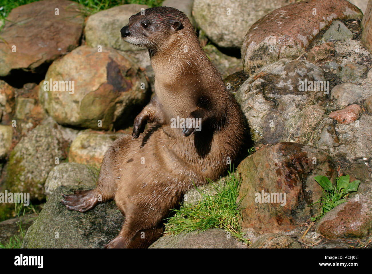 Otter sitting on rocks hi-res stock photography and images - Alamy
