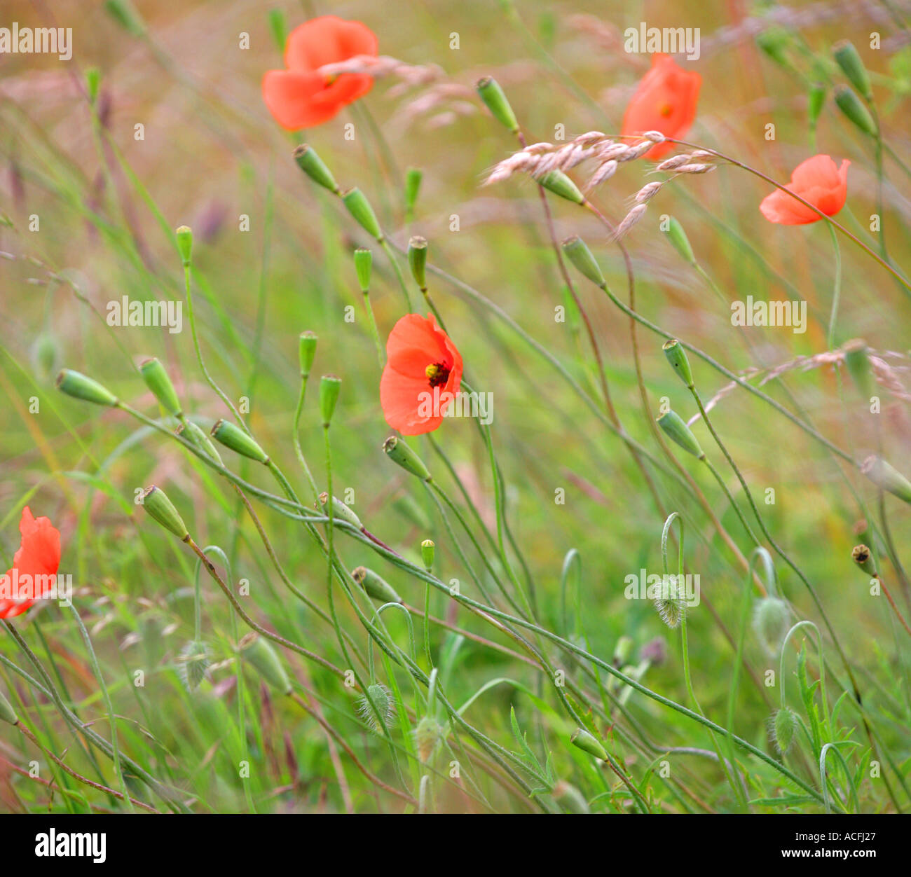 Kindom of fife hi-res stock photography and images - Alamy