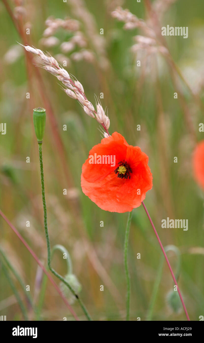 WILD FIELD POPPY GROWING IN THE EAST NEUK IN THE KINGDOM OF FIFE ...