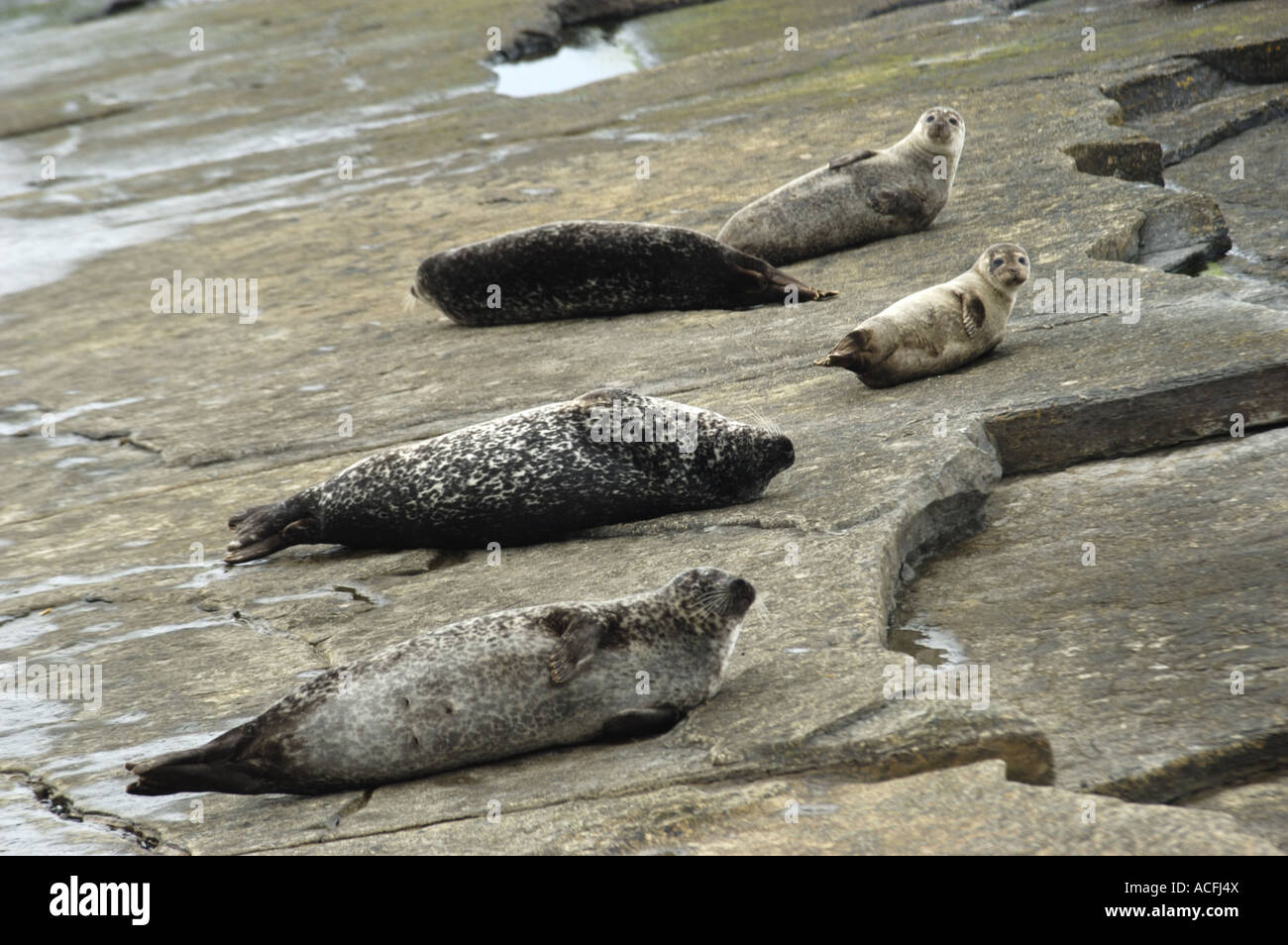 Grey seals basking on rocks on North Ronaldsay Island in the Orkney ...