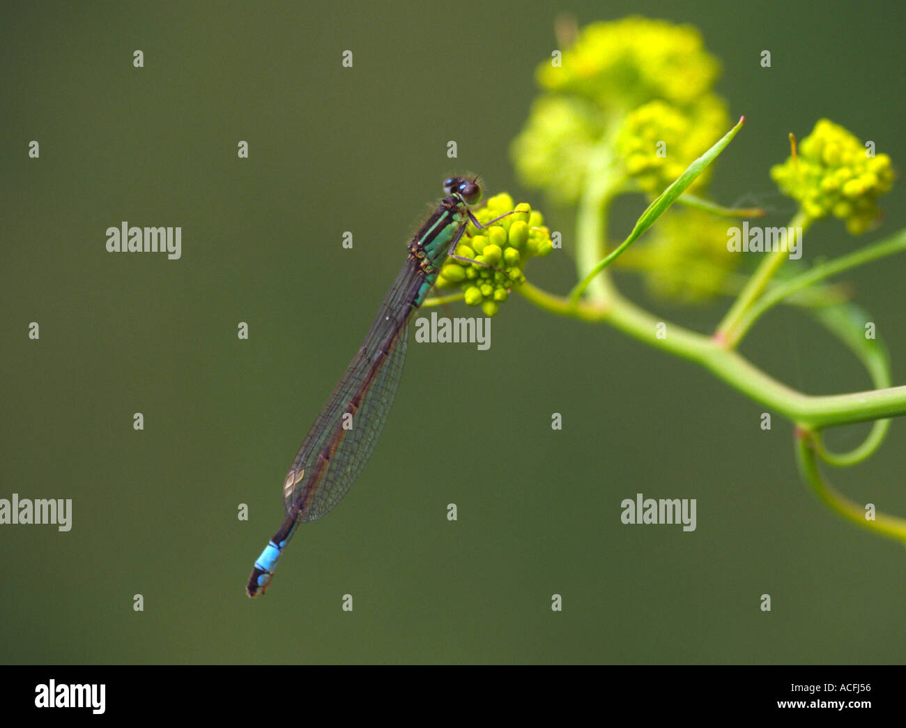 Blue damsel on flower hi-res stock photography and images - Alamy