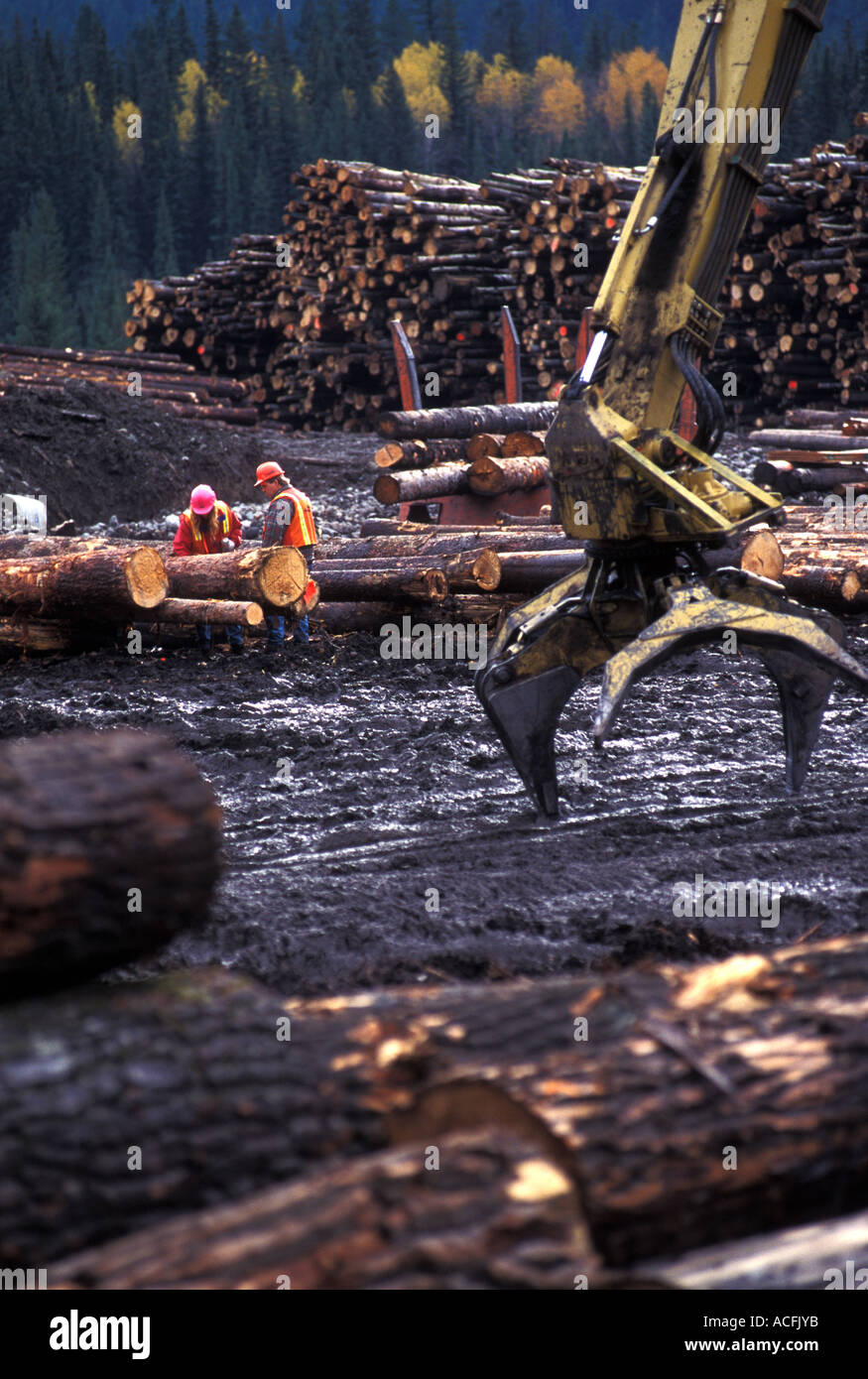 Osb plant hi-res stock photography and images - Alamy