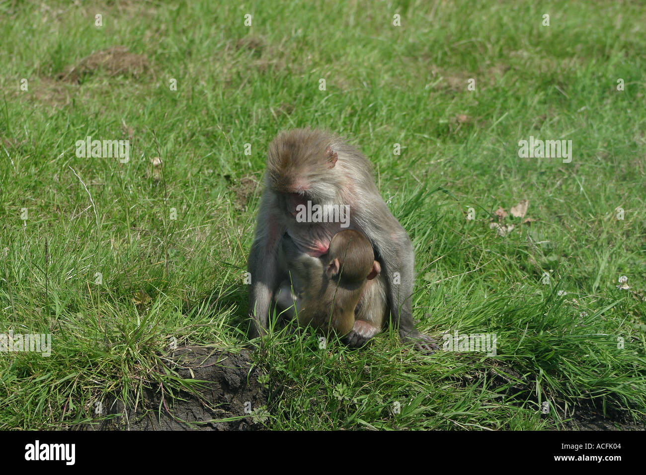 mother and baby monkey Stock Photo - Alamy