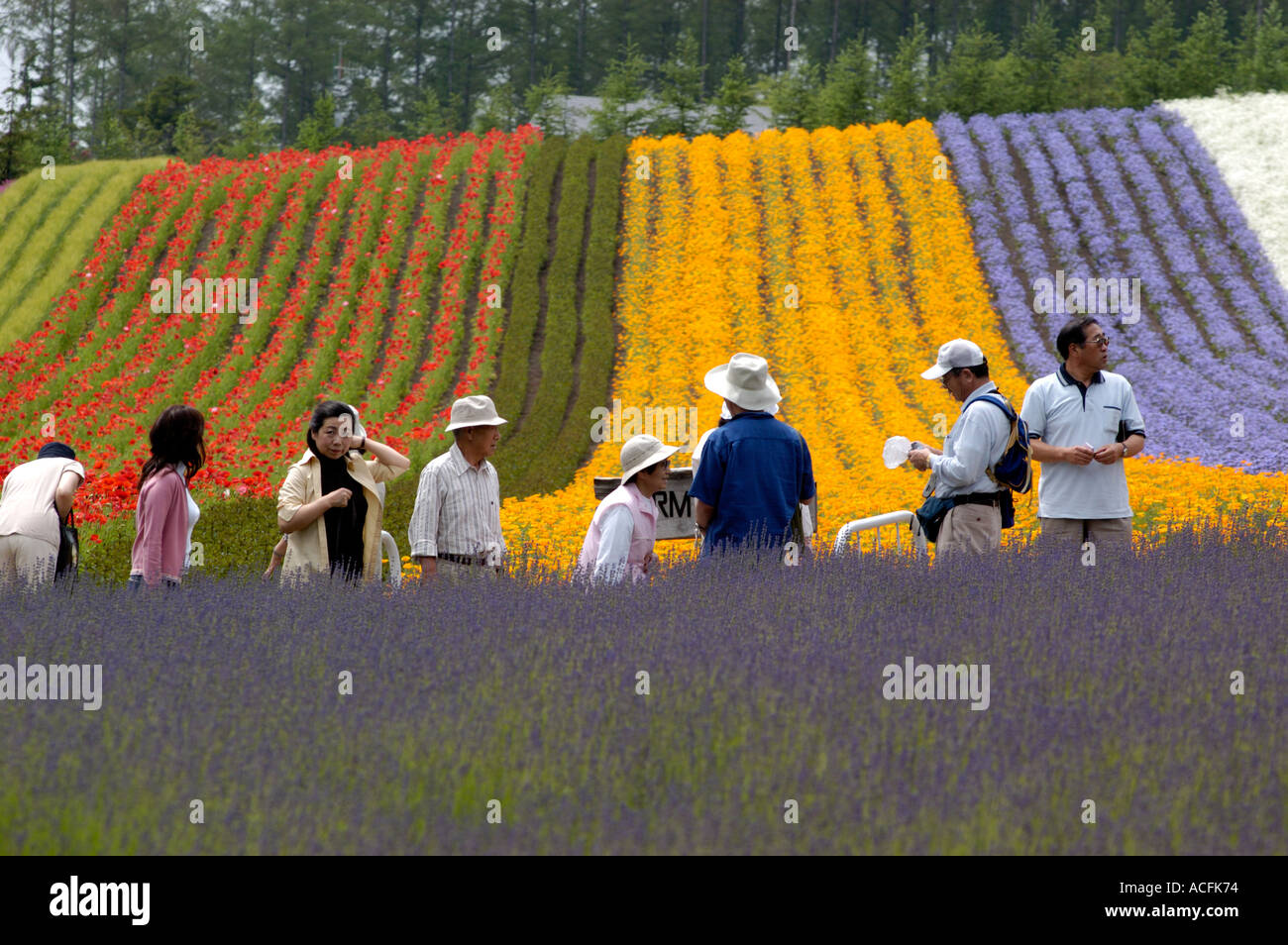 Colourful field of flowers at Farm Tomita a popular flower growing farm ...