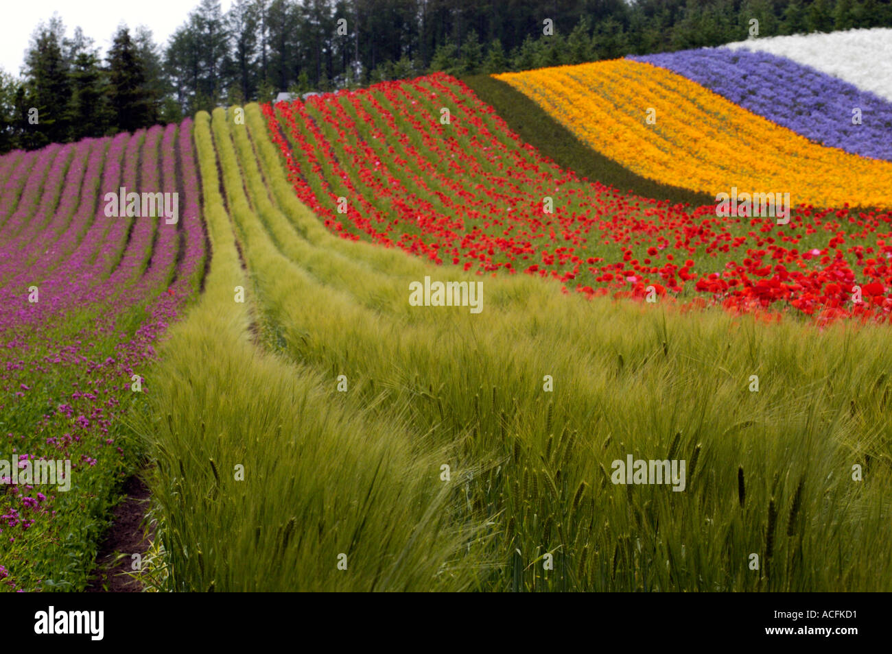 Colourful flower field at Farm Tomita in Furano Biei area of Hokkaido ...