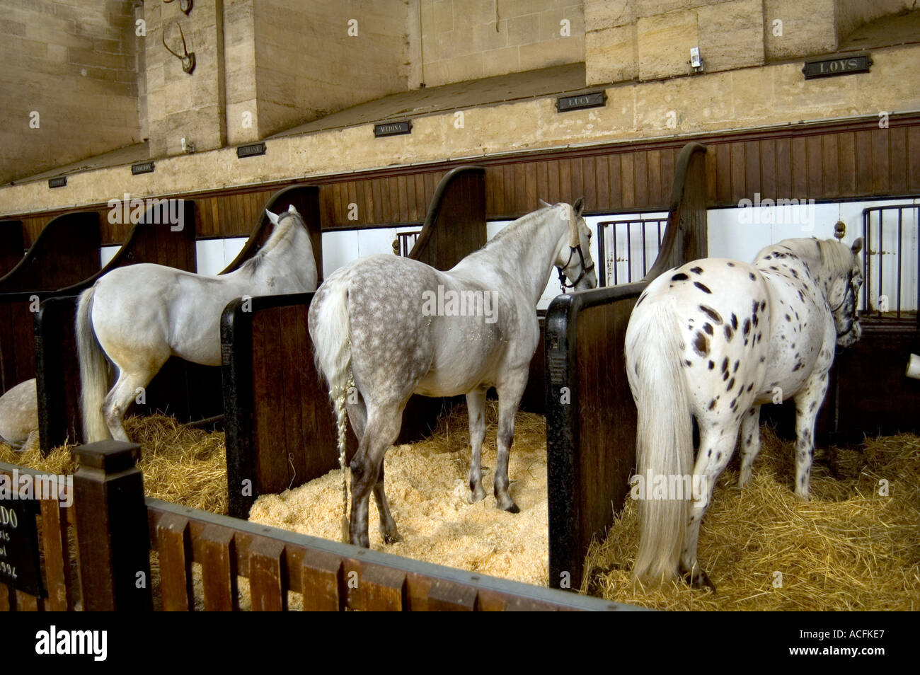 Horses in stable Chantilly France Stock Photo - Alamy