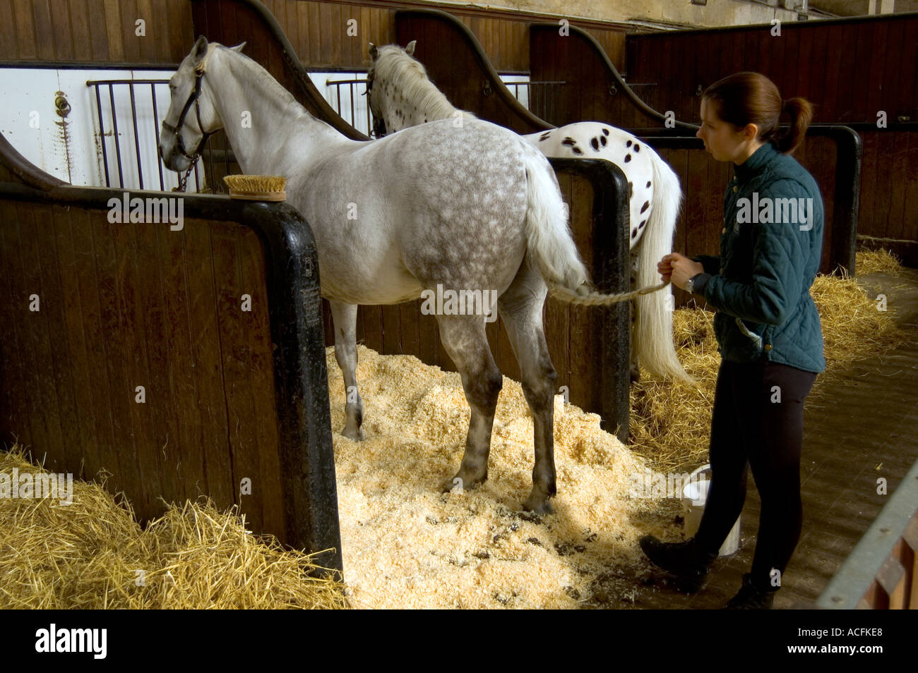 Horses in stable Chantilly France Stock Photo - Alamy