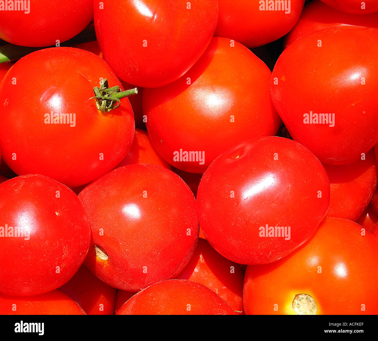 Full landscape frame of bright red tomatoes with sun lit catch lights ...