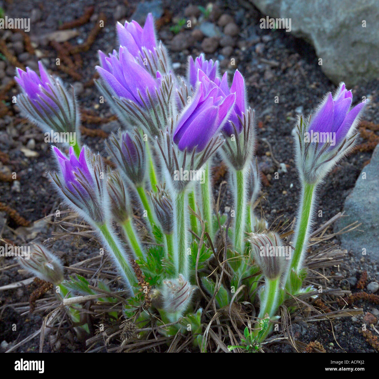 Pasque flowers Pulsatilla halleri Stock Photo - Alamy