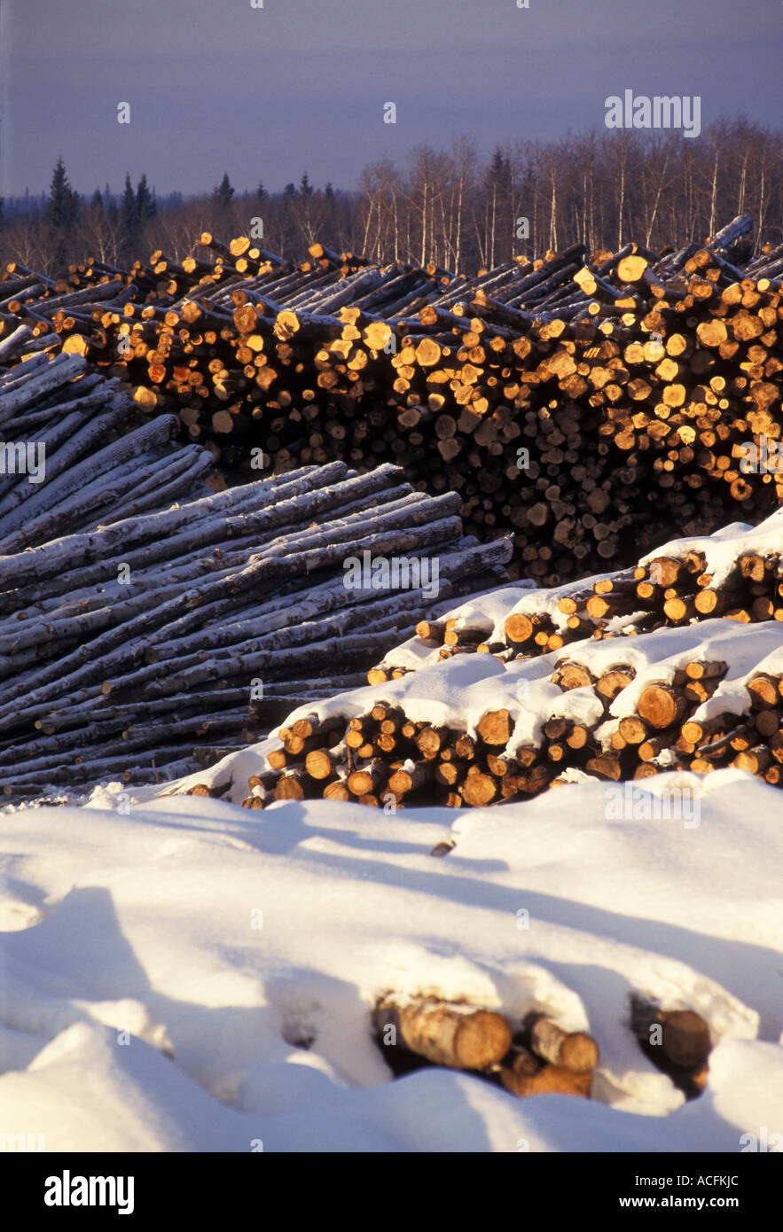 Log sort yard hi-res stock photography and images - Alamy